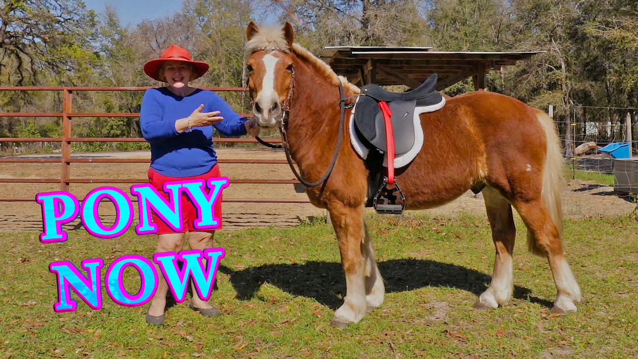 Horses | Becky's Homestead